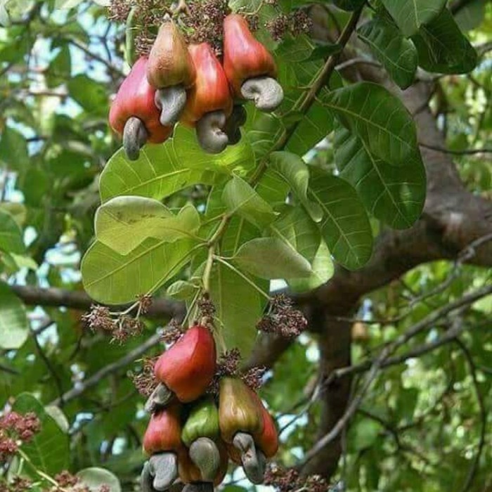 Penilaian Sumatif Akhir Jenjang