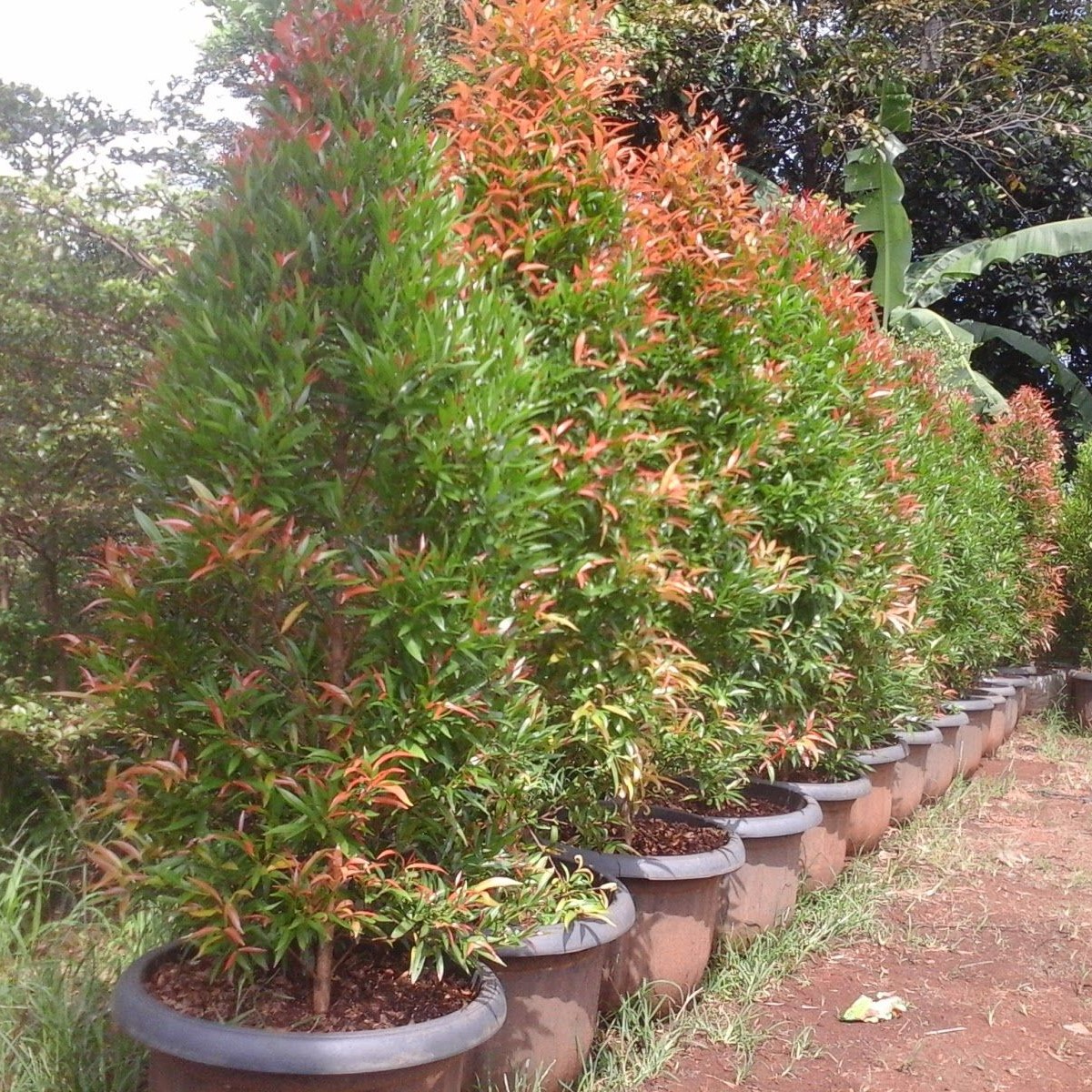 Portofolio Google Sites