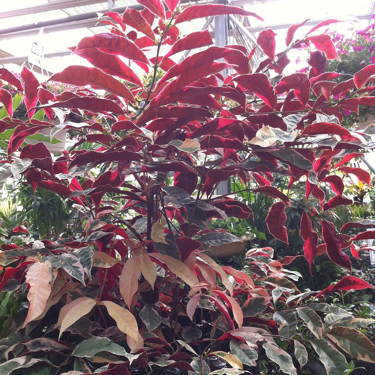 Literasi Digital Grisabel